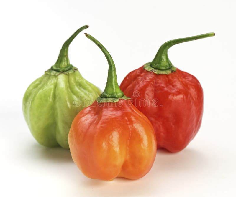 Very hot chilly pepper stock image. Image of fruit, close - 11026139