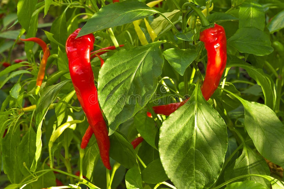 Chilly pepper plant stock photo. Image of sweet, strong - 25535686