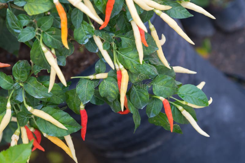 Chilly peppers stock image. Image of chillies, tree, food - 78417245