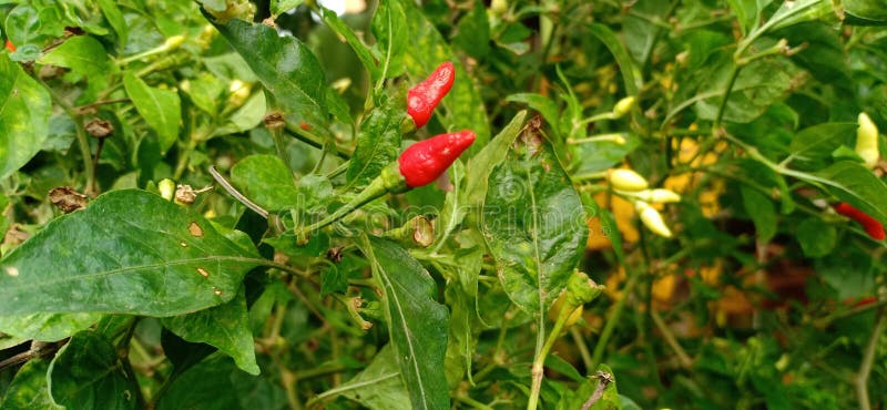 Chilly stock photo. Image of small, redchilly, chilly - 131744324