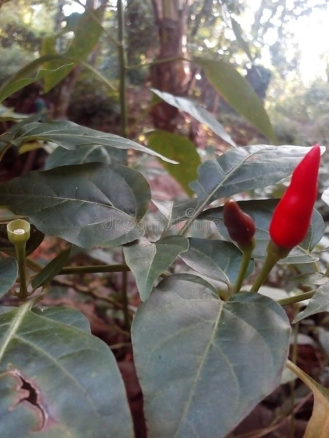 Chilly red and green stock photo. Image of green, chilly - 136945174