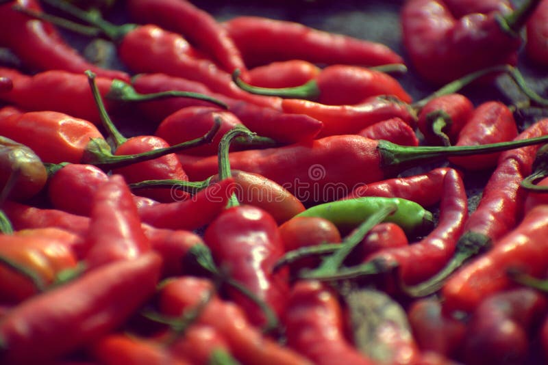 Chilly,indian chilly stock image. Image of chilly, redchilly - 122622653