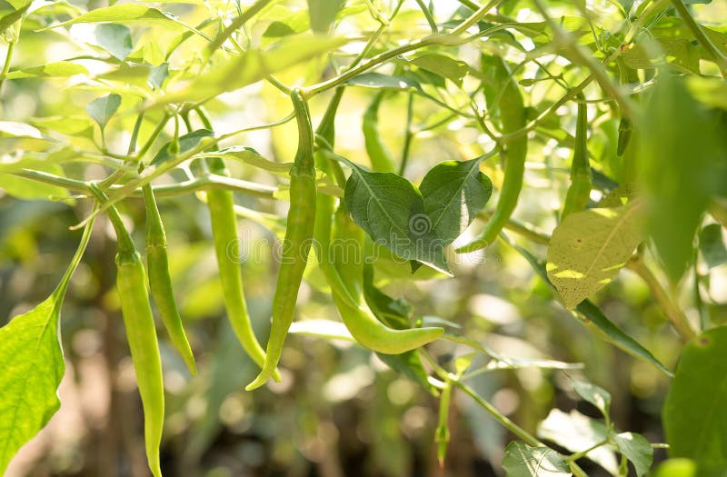 Chilly tree , Chilly plant stock image. Image of natural - 88758405