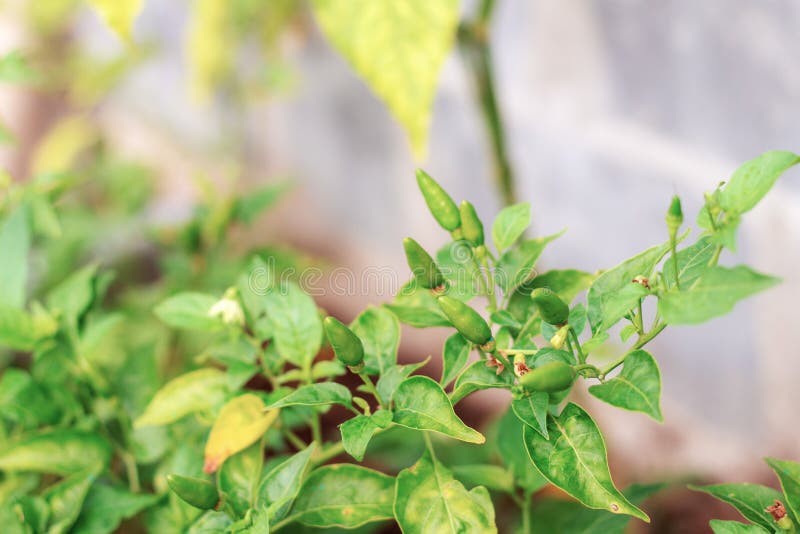 Chilly of Tree in Countryside Stock Photo - Image of thailand, ripening ...
