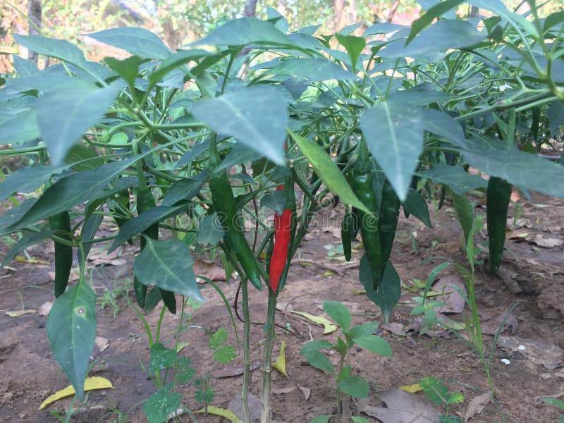 Chilly of Tree in Countryside Stock Photo - Image of thailand, ripening ...