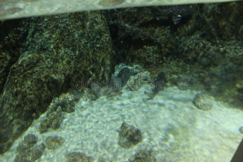 Chiloscyllium Punctatum in the Aquarium View from Above. Fish Watching ...