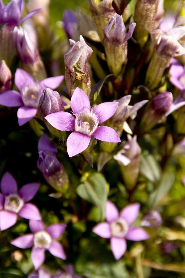 Common Heather Flowers Close-up Stock Image - Image of calluna, macro ...