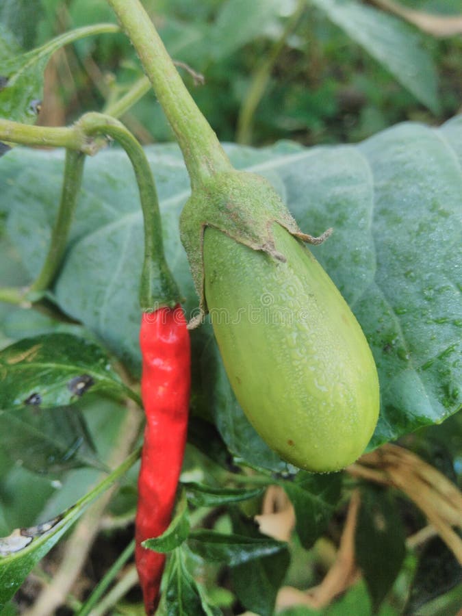 Chily and bringel stock image. Image of chily, real - 137575681