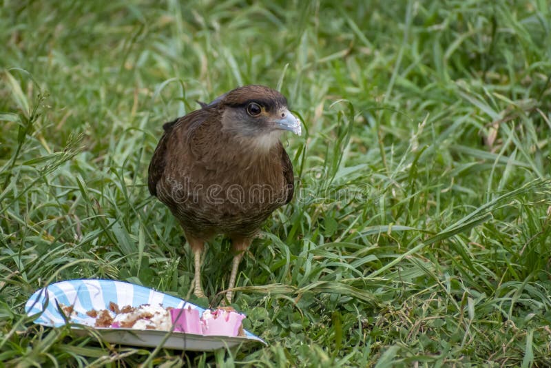 Chimango bird eating cake stock photo. Image of celebrates - 261561186