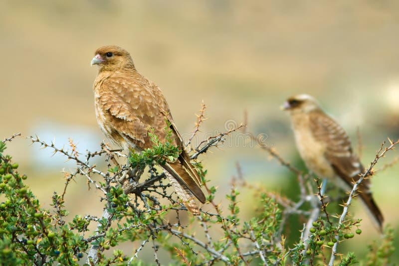 Chimango caraca stock image. Image of argentina, santa - 4035027