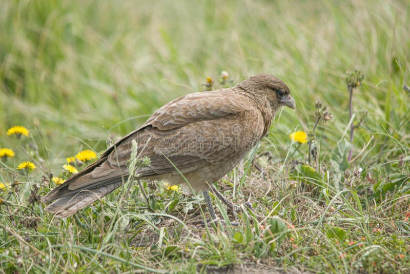 Chimango Caracara Falcon Perched on the Field Stock Photo - Image of ...