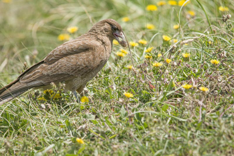 Chimango Caracara Falcon Perched on the Field Stock Photo - Image of ...