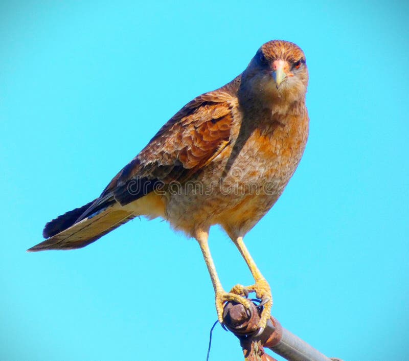 133 Defiant Bird Stock Photos - Free & Royalty-Free Stock Photos from ...