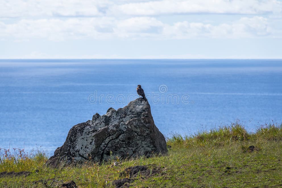 Chimango Caracara Falcon - Easter Island, Chile Stock Photo - Image of ...