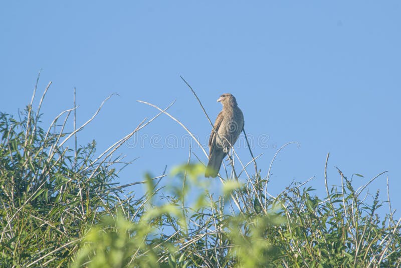 Chimango Caracara Falcon Perched on a Branch Stock Photo - Image of ...