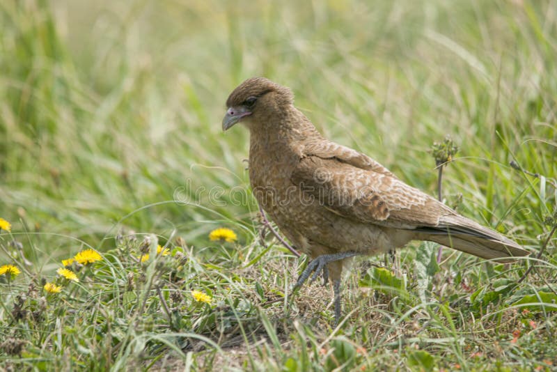 Chimango Caracara Falcon Perched on the Field Stock Image - Image of ...