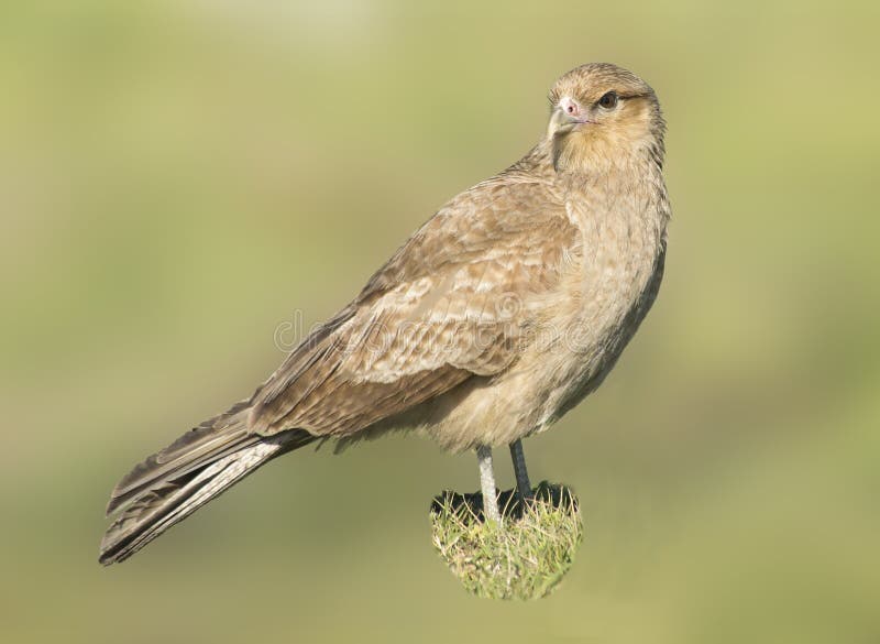Chimango Caracara Perched on the Grass Field Stock Image - Image of ...