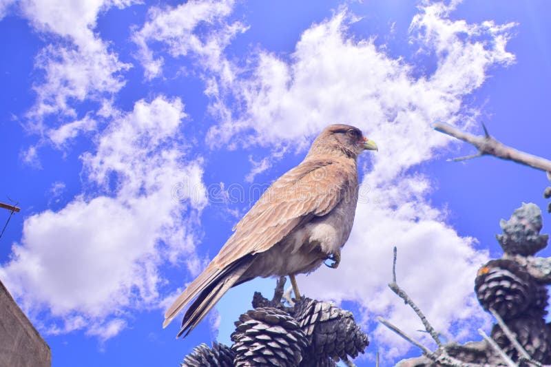 Chimango Caracara Under the Blue Sky Stock Photo - Image of wildlife ...