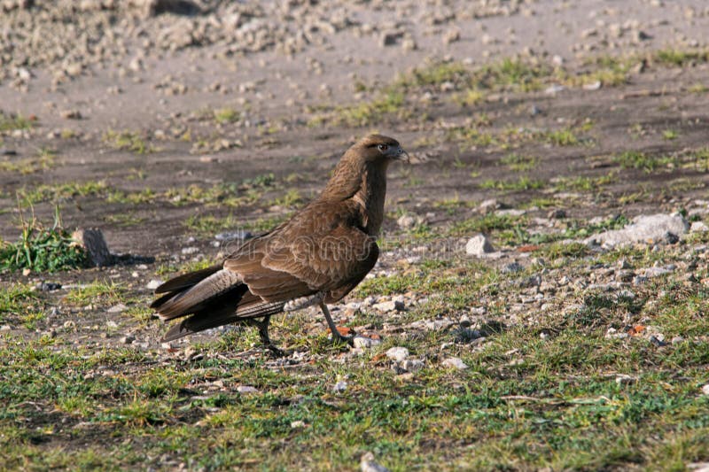 Chimango Caracara on the Grass Field Stock Image - Image of chimango ...