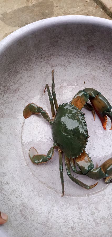 Chimbori stock image. Image of testy, khekda, chimbori - 162713025