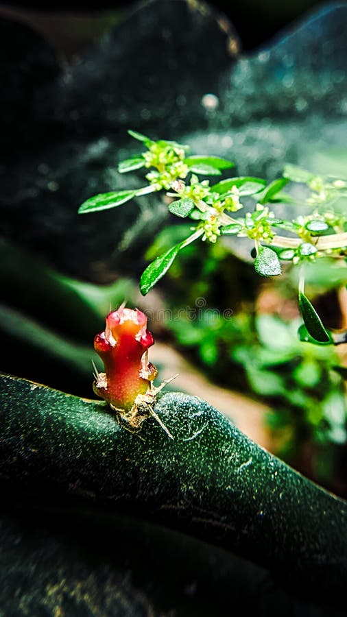 Chimera Cactus Stock Photos - Free & Royalty-Free Stock Photos from ...