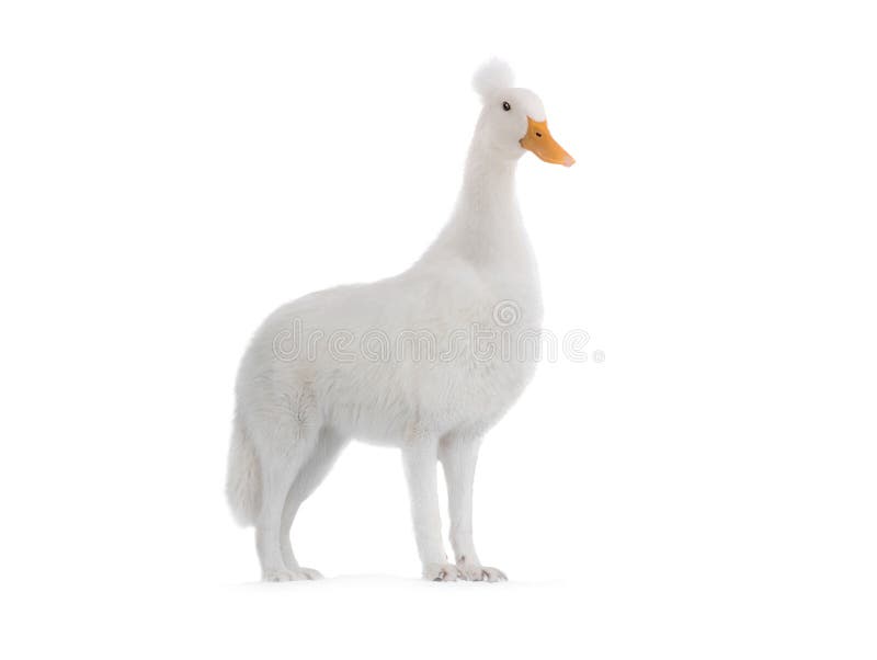 Chimera with a Polar Wolf and a Ducks Head, on a White Stock Photo ...