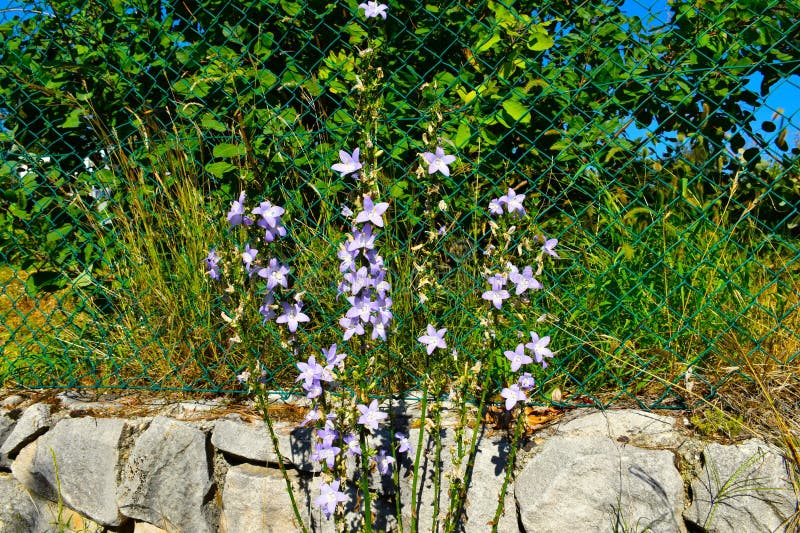 Chimney Bellflower (Campanula Pyramidalis) Stock Image - Image of ...