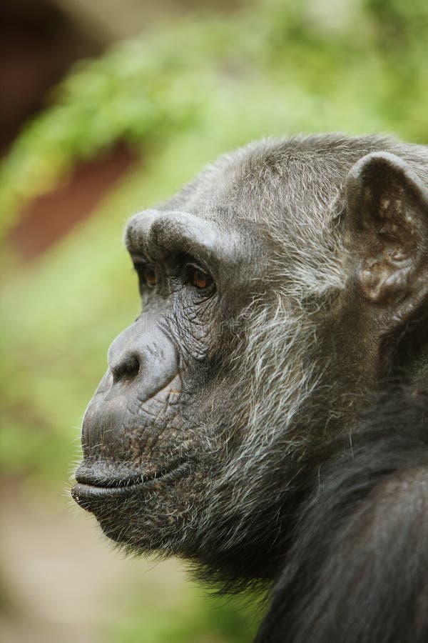 Ape Profile Stock Images - Download 719 Royalty Free Photos