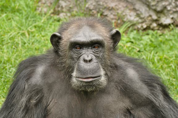 Chimp stock image. Image of staring, focus, resting, rest - 15524787