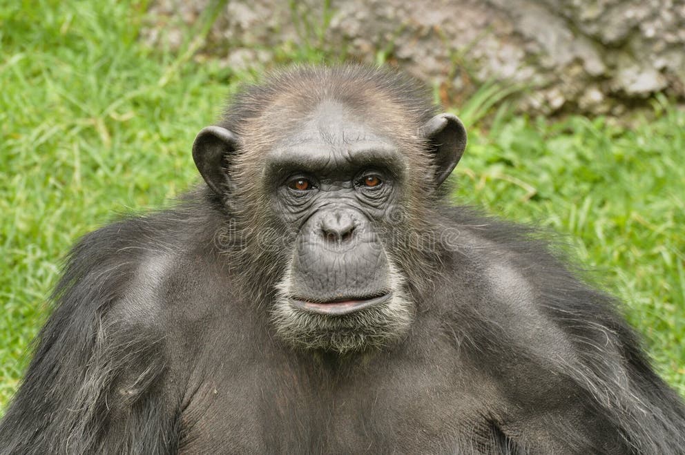 Chimp stock image. Image of staring, focus, resting, rest - 15524787