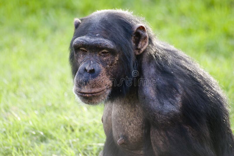 Nervous smile stock photo. Image of wrinkles, nervous - 21467752