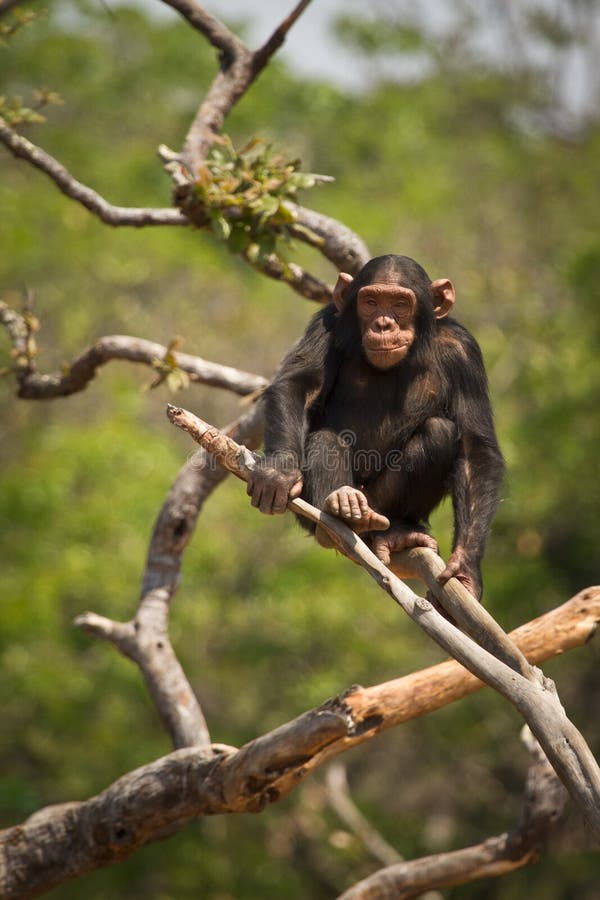 Chimp Thinking stock image. Image of think, branch, sitting - 3769