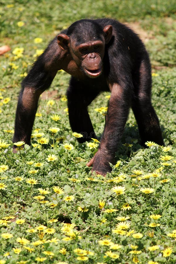 Chimp stock photo. Image of chimpanzee, monkey, chimp - 20424536