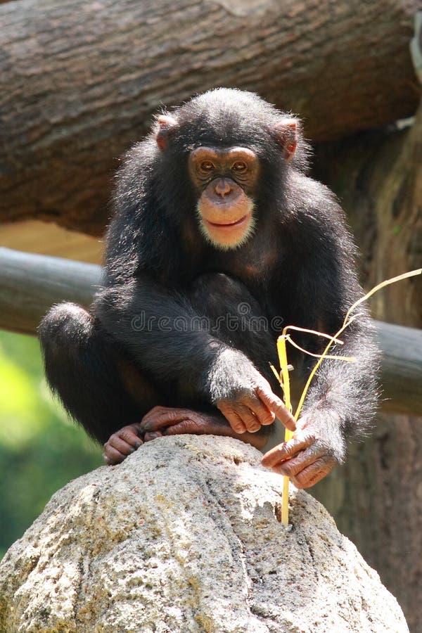 Chimp stock photo. Image of face, young, chimpanzee, nature - 17925328