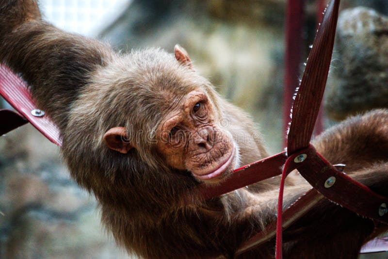 Chimpanzee Looking Directly at the Camera Stock Photo - Image of ...