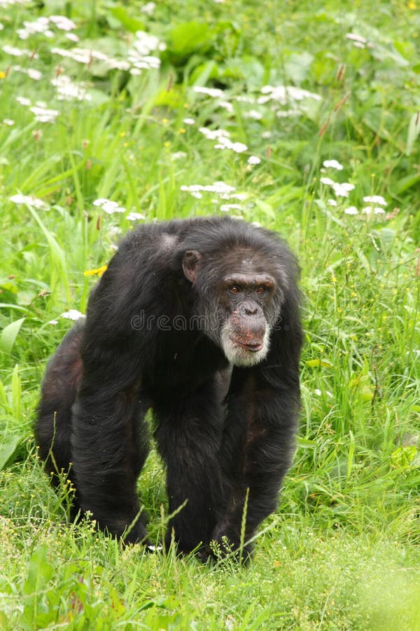 Chimp using tools stock photo. Image of hairy, black - 51903160