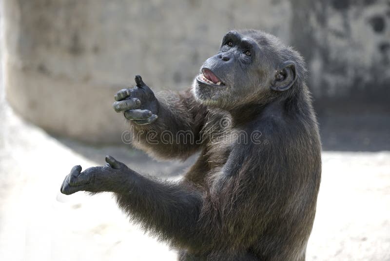 Chimpanzee Sign Language Stock Photos - Free & Royalty-Free Stock ...
