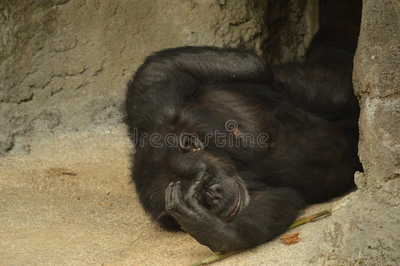 A chimp being silly stock image. Image of wildlife, chimp - 69121847