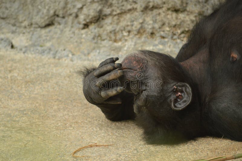 Chimp Humor. stock photo. Image of laugh, chimp, expression - 383702