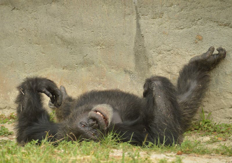 Chimp Humor. stock photo. Image of laugh, chimp, expression - 383702