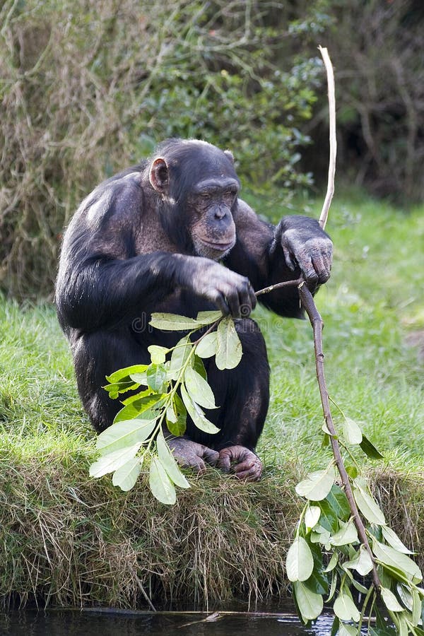 Chimp breaking stick stock photo. Image of adorable, tropical - 1715922