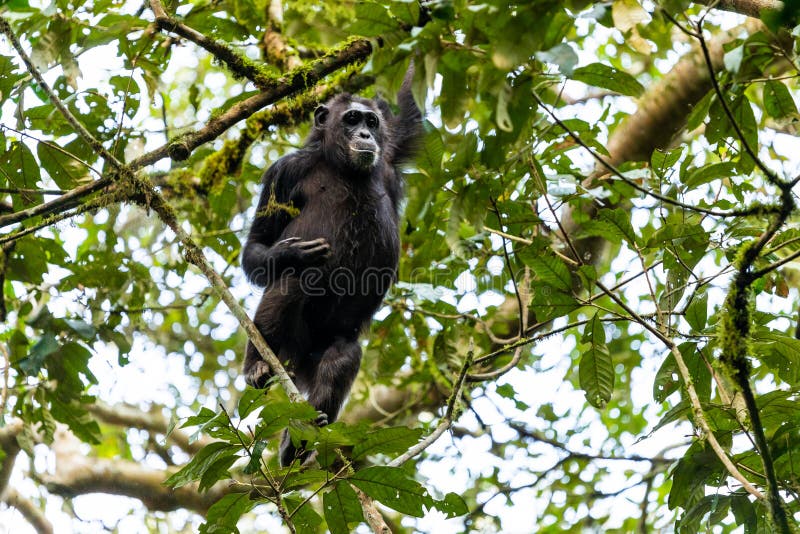 A Chimp is Climbing a Tree in the Kibale Forest Stock Image - Image of ...