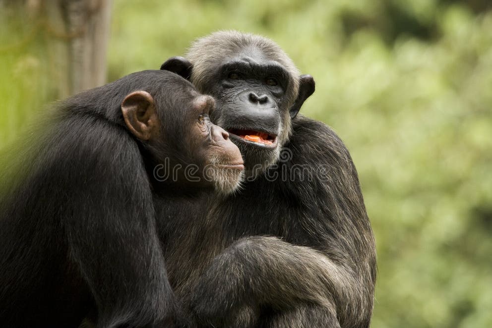 Chimp Couple stock photo. Image of female, chimpanzee - 20810612