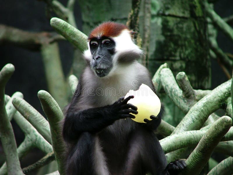 Chimp eating stock image. Image of africa, feeding, tree - 138127