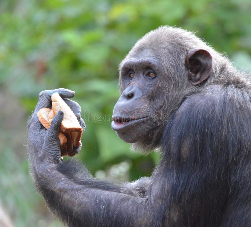Male chimp with food2 stock image. Image of primate, food - 31250609