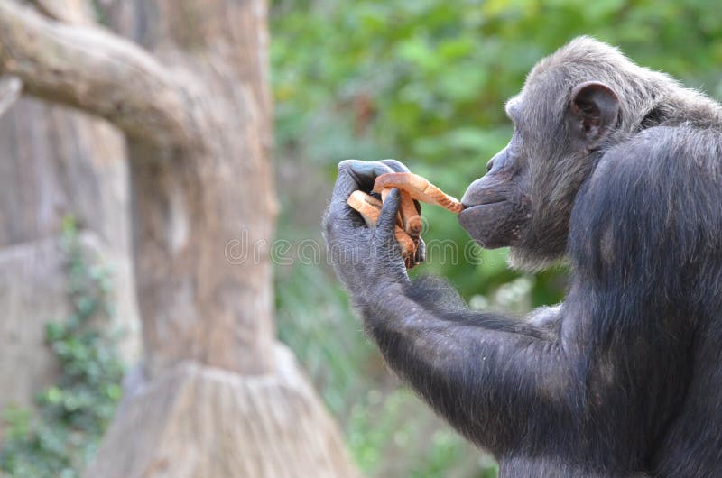 Male chimp with food2 stock image. Image of primate, food - 31250609