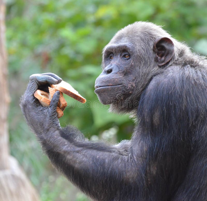 Male chimp portrait stock image. Image of branch, gray - 36079679
