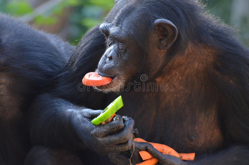 Chimp eats veggies 2 stock photo. Image of eats, holding - 46611438