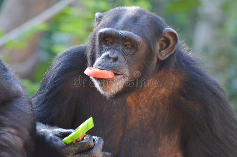 Chimp eats veggies stock image. Image of wrinkles, wrinkled - 46611443
