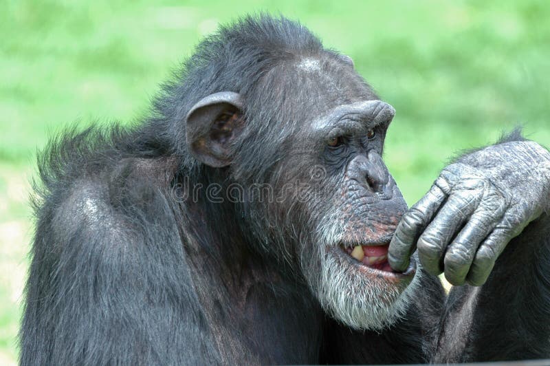 Funny Chimp. stock image. Image of humor, scratch, human - 384197